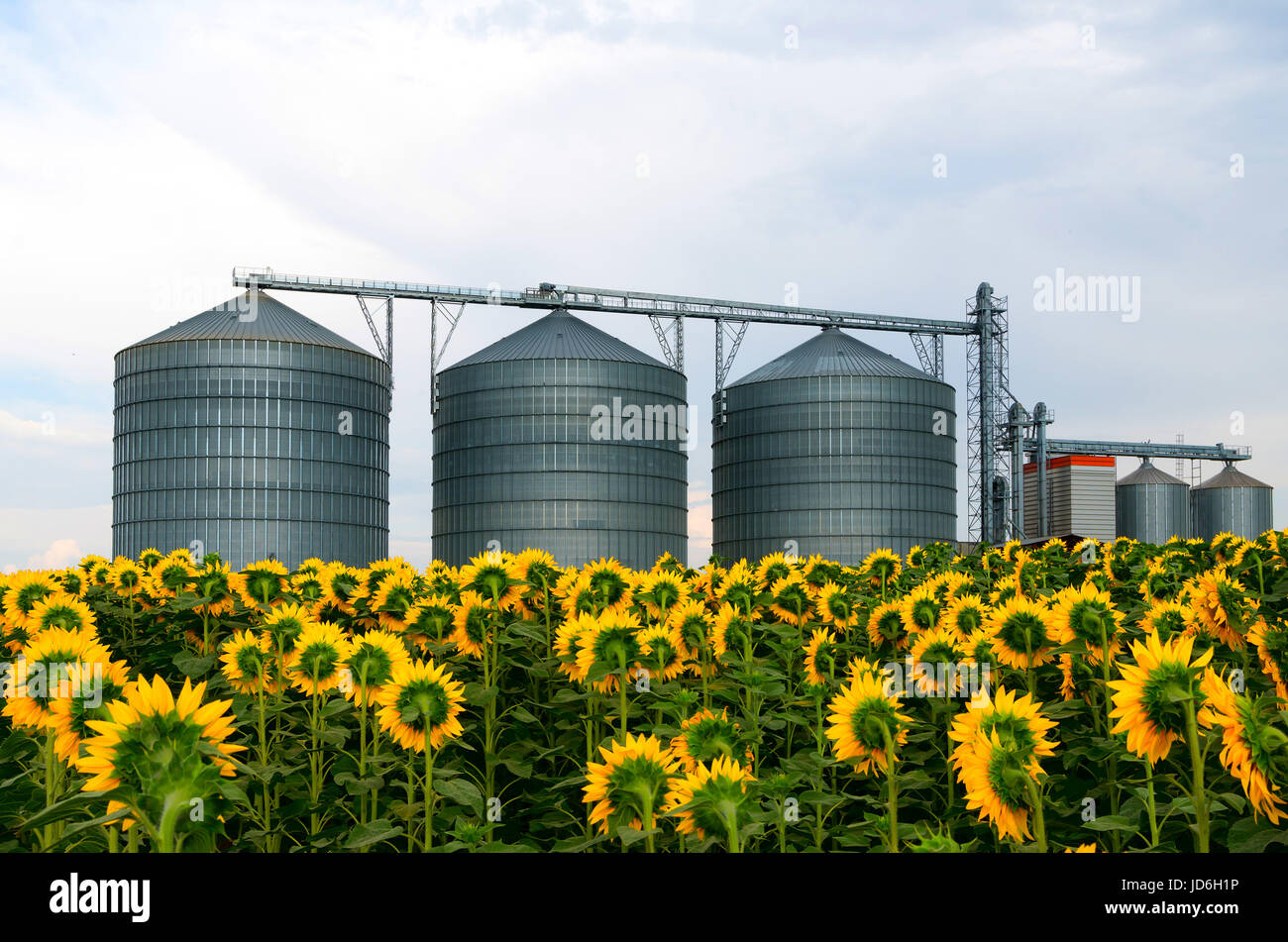 Grain silos in wheat field hi-res stock photography and images - Alamy