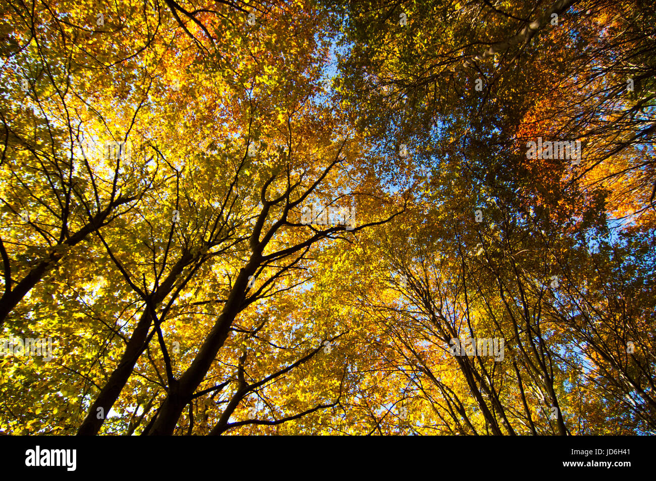 colors of autumn in italy Stock Photo - Alamy