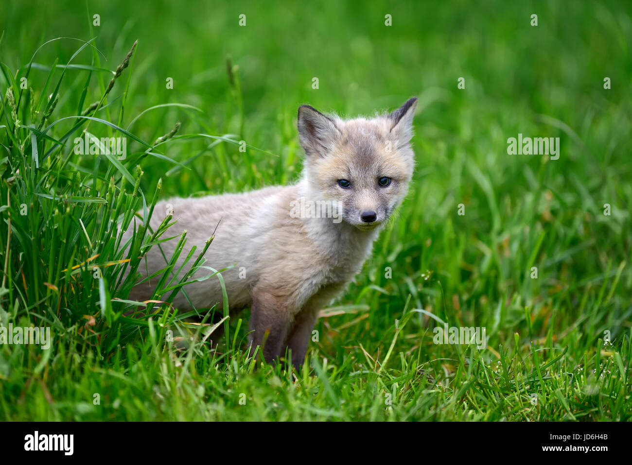 Close up baby silver fox in grass Stock Photo - Alamy