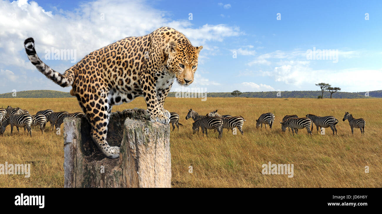 Leopard sitting in a tree on a background of zebra in savanna Stock ...