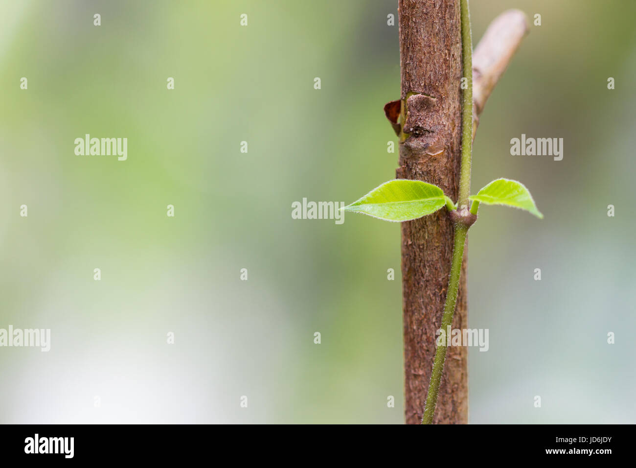 Nature background with branch stick and climbing plant Stock Photo - Alamy