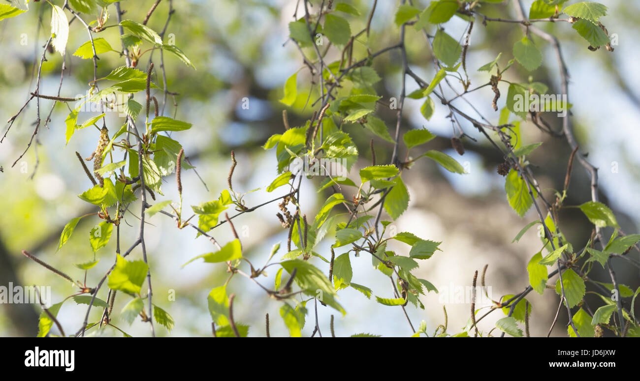 blossom birch tree in spring day Stock Photo - Alamy