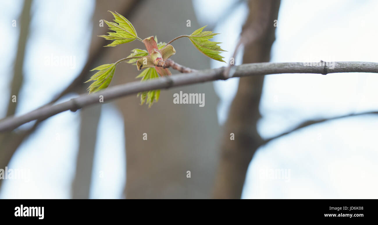 young maple leaves with ants in warm spring sunlight Stock Photo - Alamy