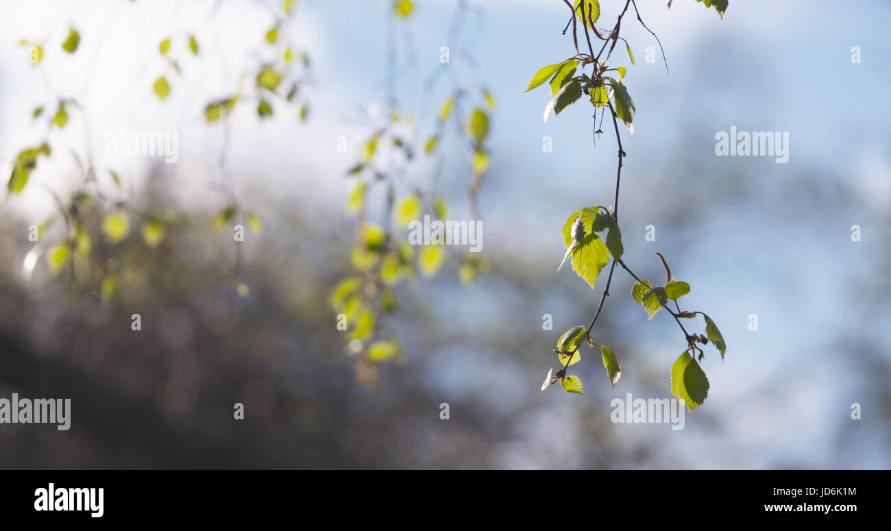 Birch tree in wind sun hi-res stock photography and images - Alamy