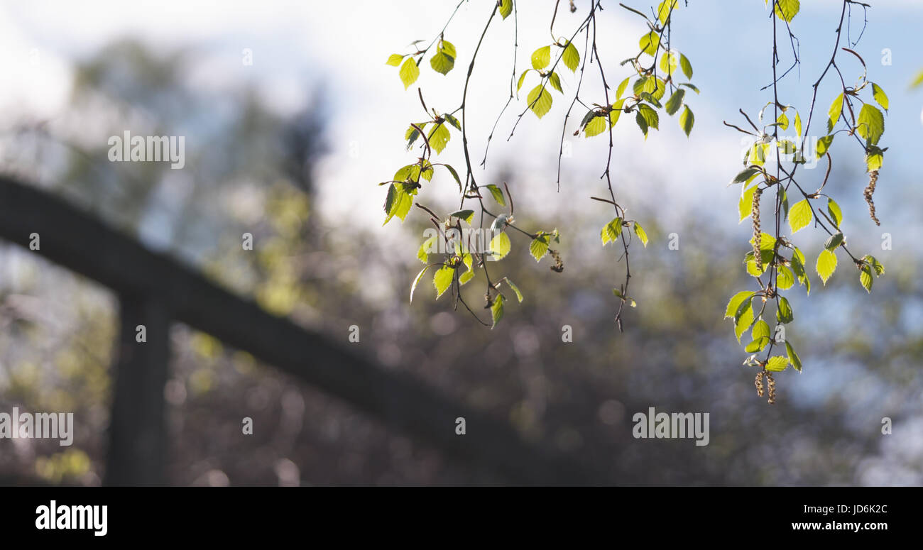 blossom birch tree in spring day Stock Photo - Alamy