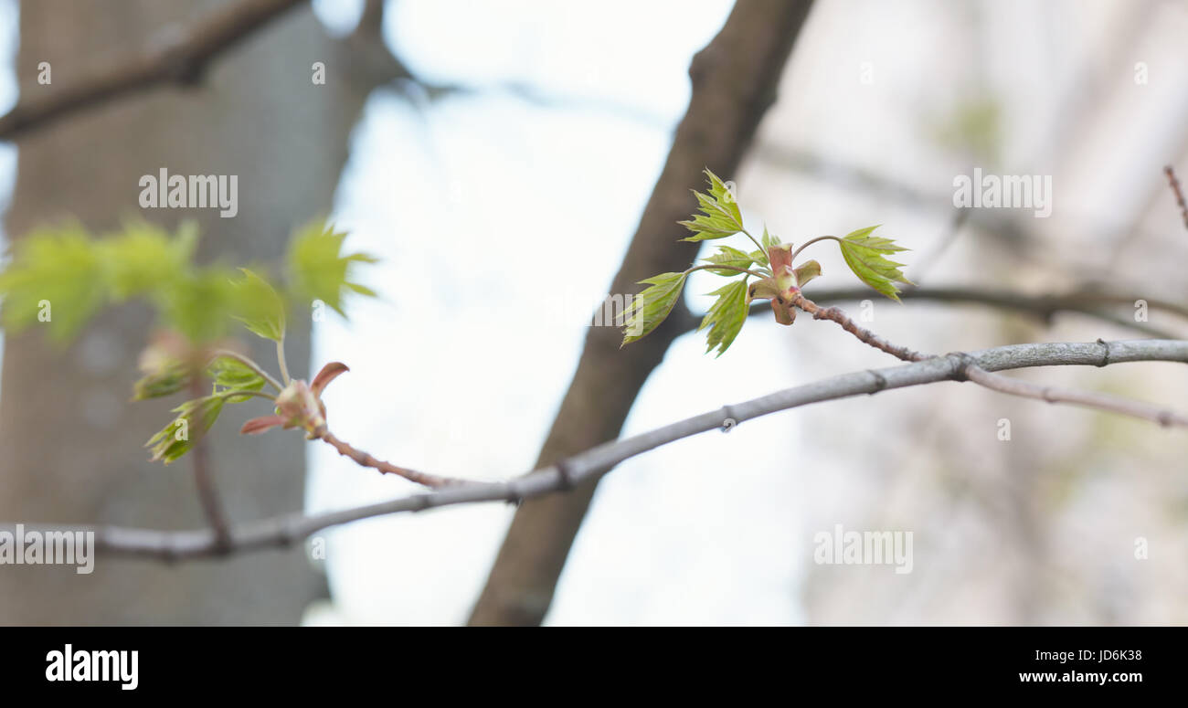 young maple leaves in warm spring sunlight Stock Photo - Alamy