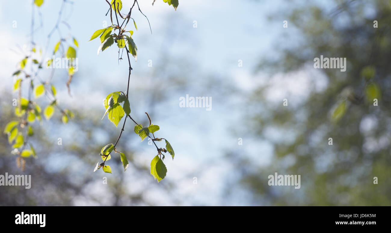 Birch tree in wind sun hi-res stock photography and images - Alamy