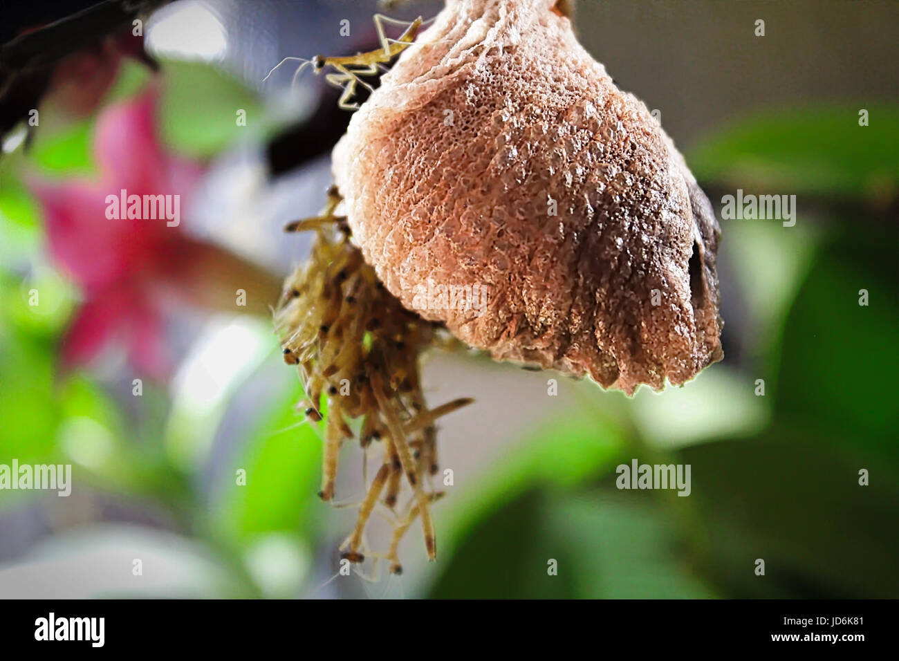 Closeup of a praying mantis ootheca as nymphs emerge Stock Photo - Alamy