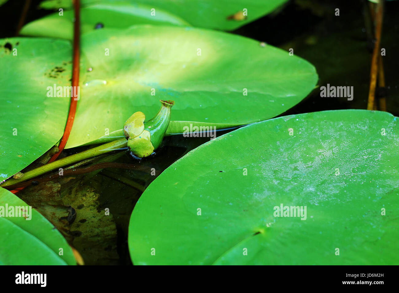 Fruit of water lily hi-res stock photography and images - Alamy
