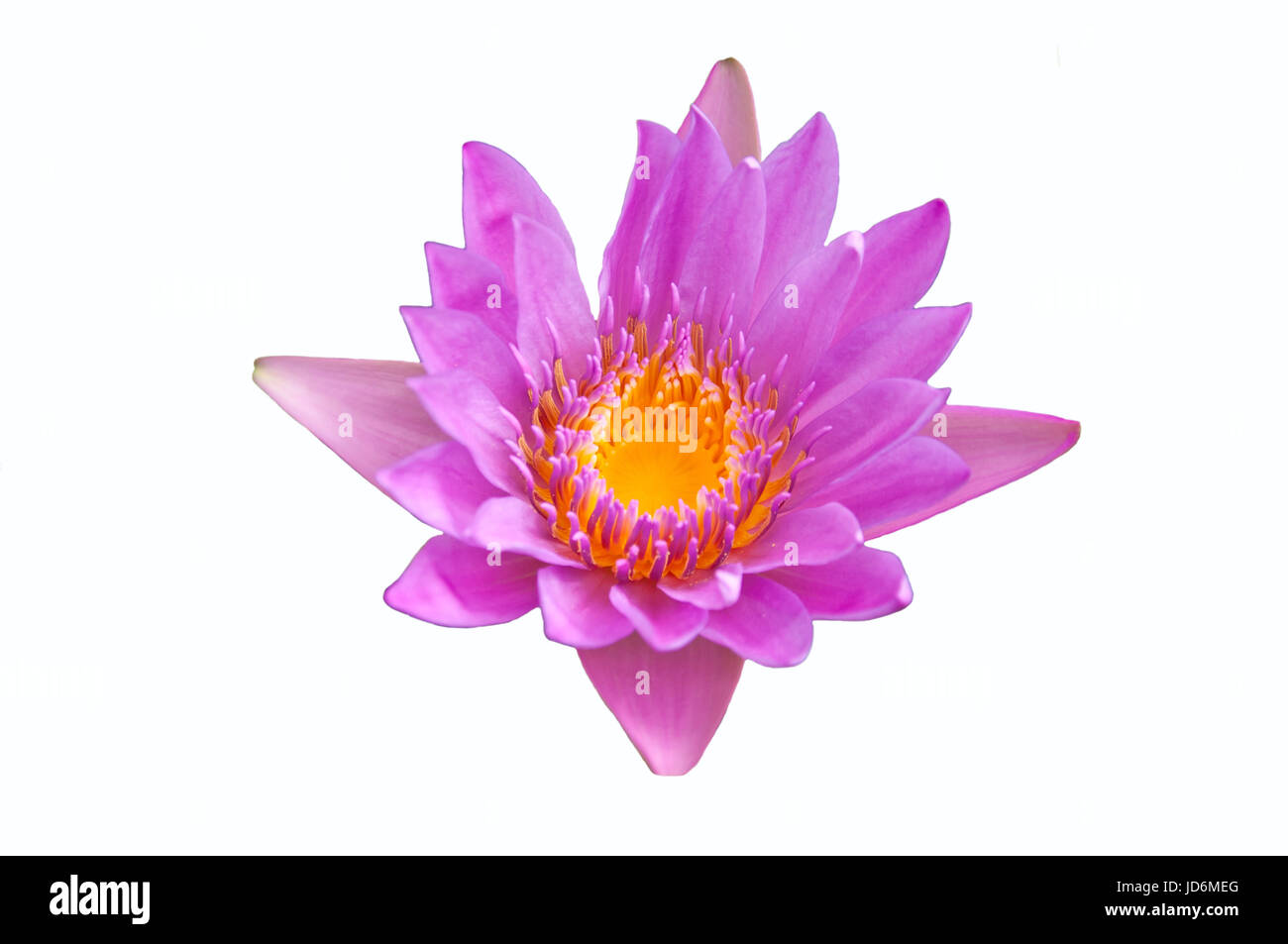 violet lotus on white background Stock Photo - Alamy