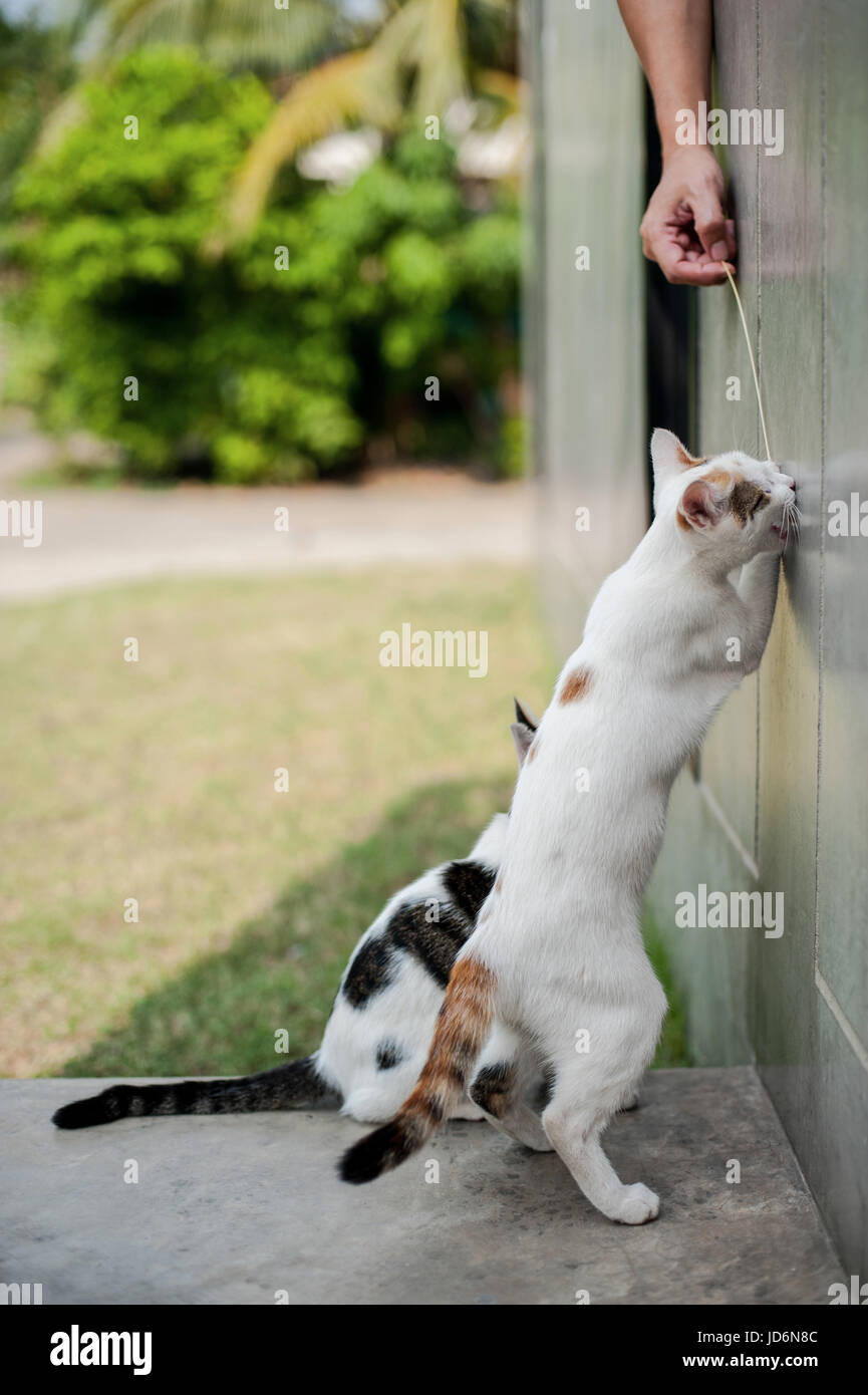 Cute cat playing hi-res stock photography and images - Alamy