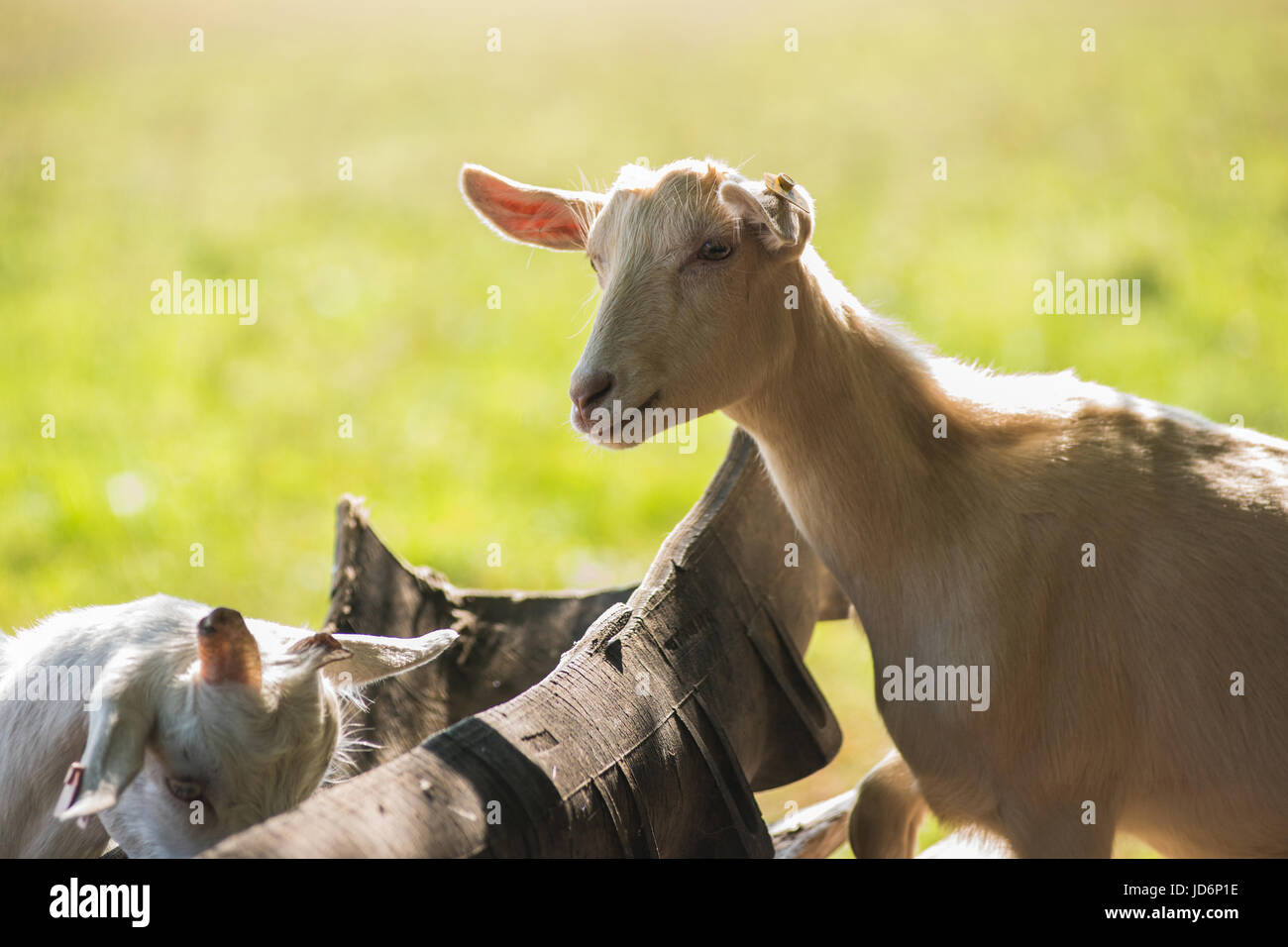 goat in farm Stock Photo - Alamy