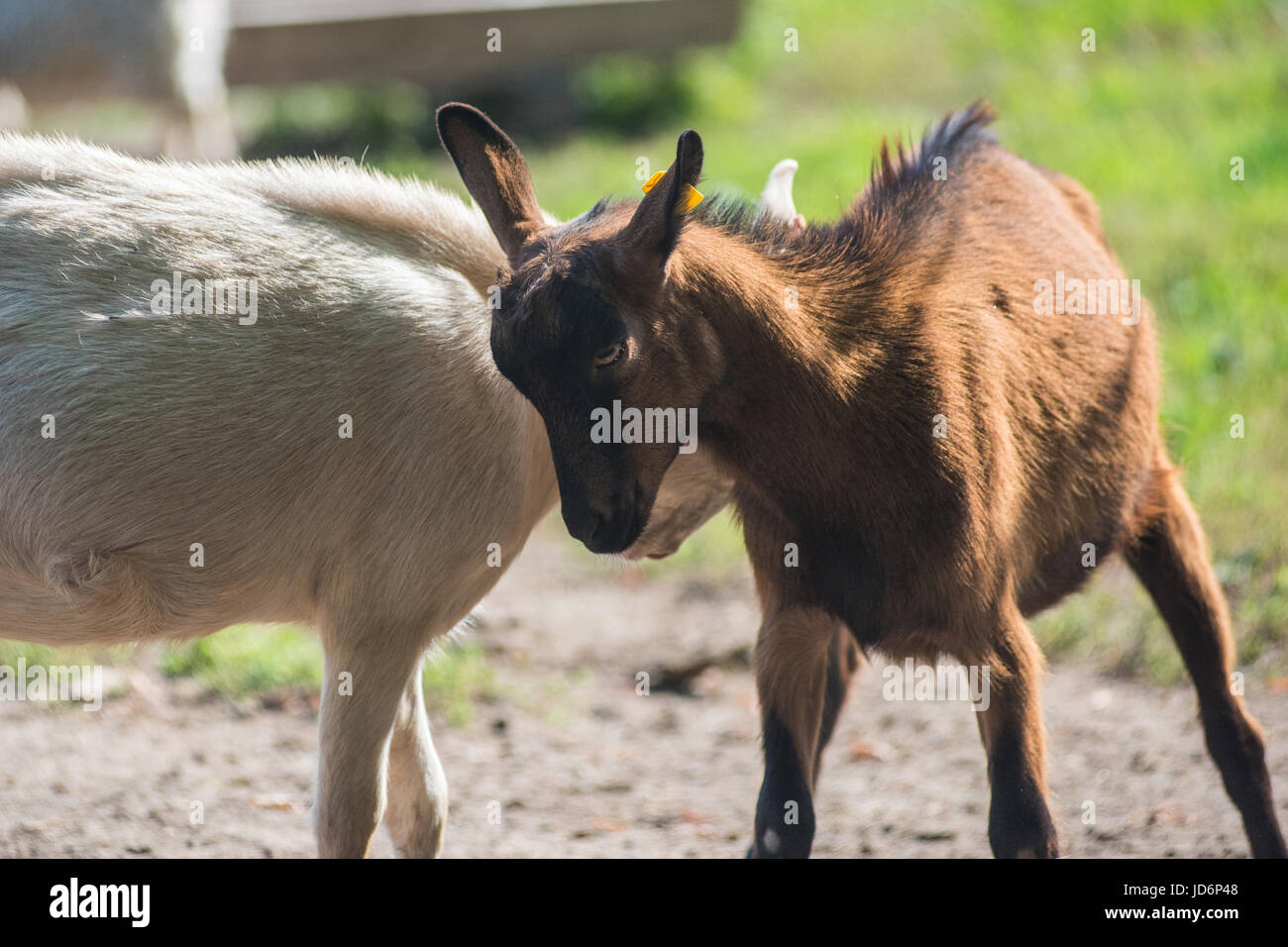 goat in farm Stock Photo - Alamy