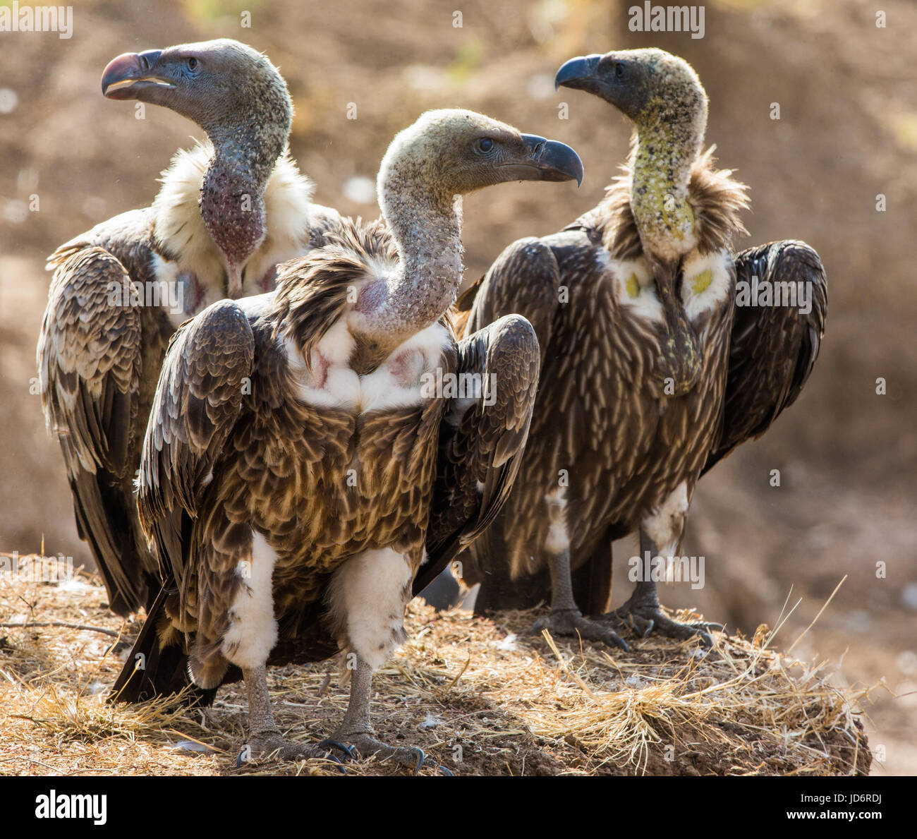 Predator birds hi-res stock photography and images - Alamy