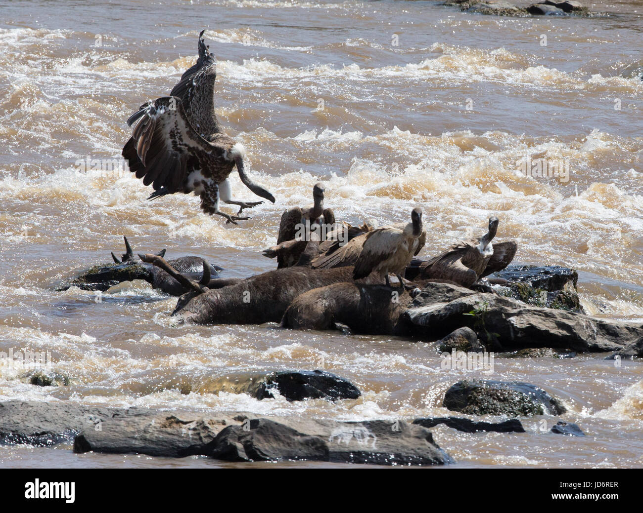 Predatory birds eat the prey in the savannah. Kenya. Tanzania. Safari ...