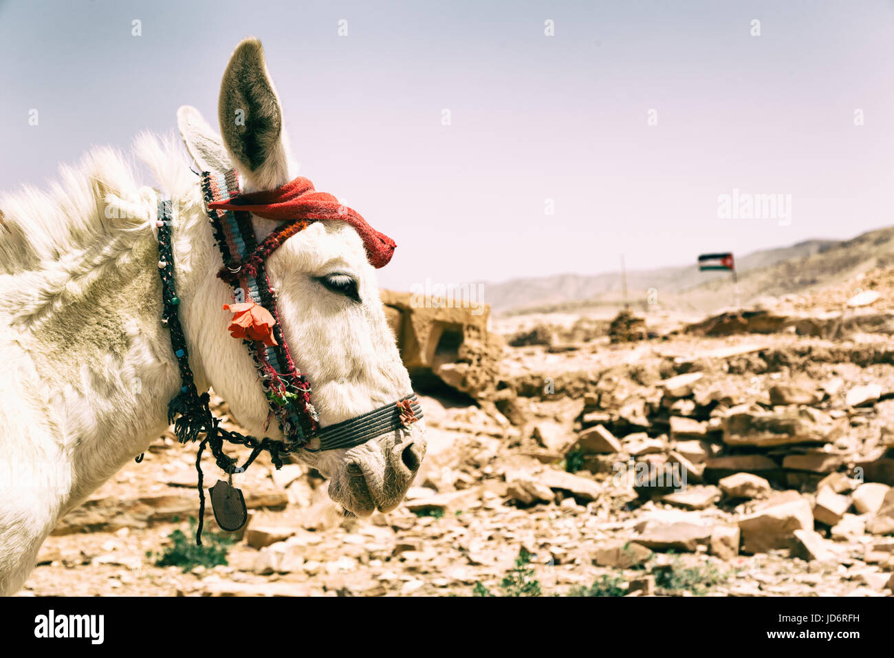 in petra jordan a donkey waiting for the tourist near the antique ...
