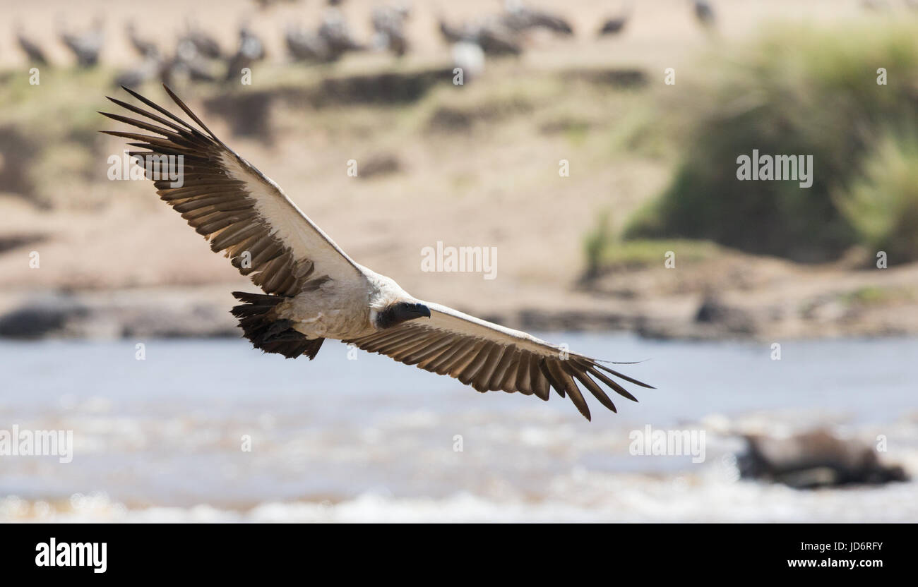 Predatory bird in flight. Kenya. Tanzania. Safari. East Africa Stock ...