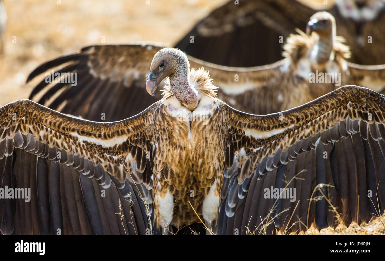Predator birds are sitting on the ground. Kenya. Tanzania. Safari. East ...