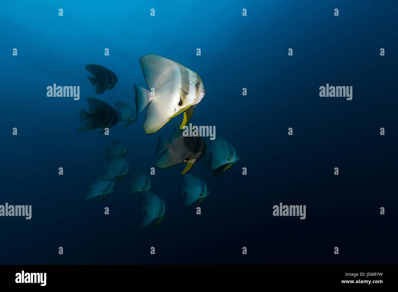 School of Teira Batfish (Platax teira) in the blue ocean Stock Photo ...