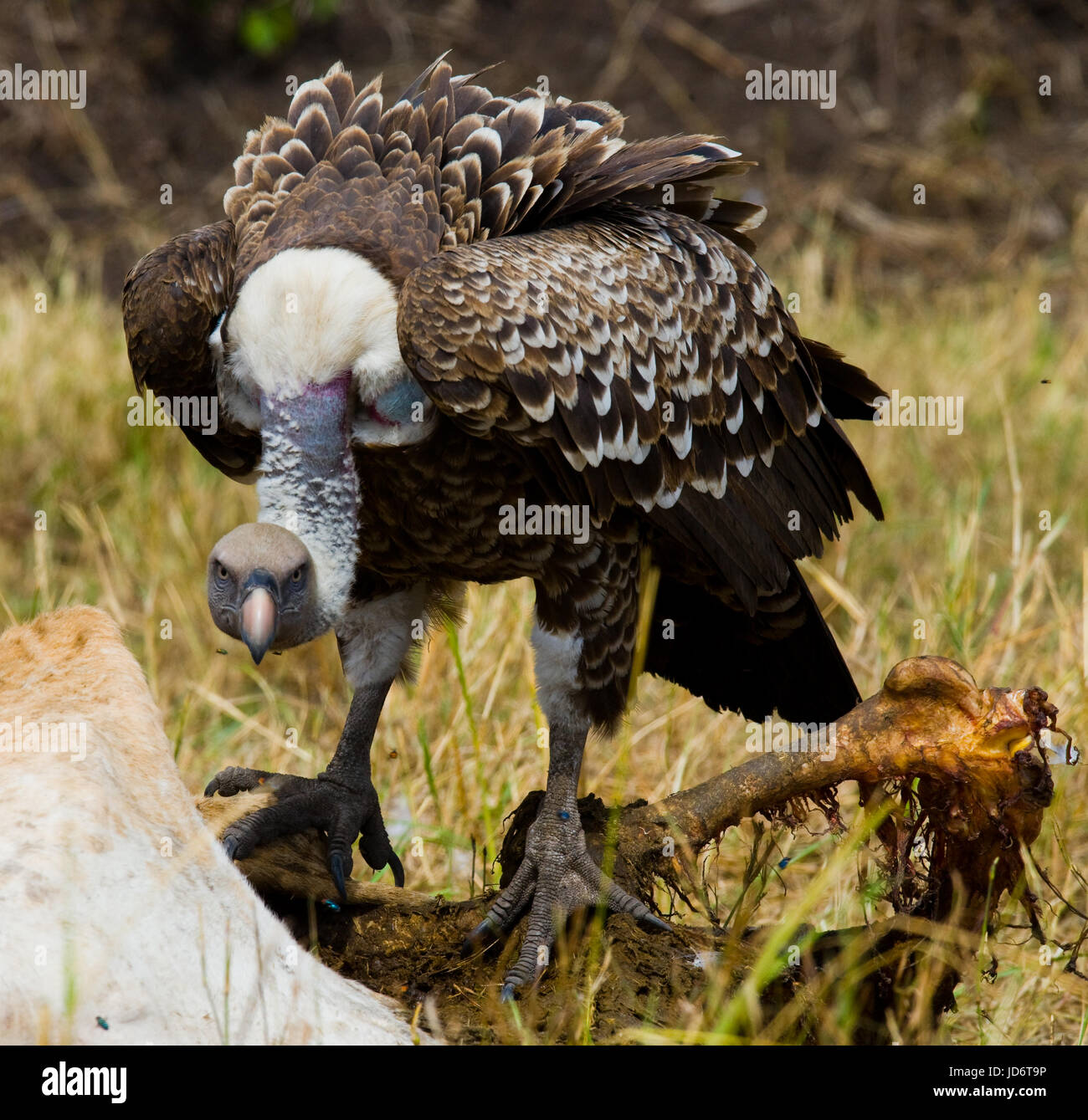 Predatory bird is eating the prey in the savannah. Kenya. Tanzania ...