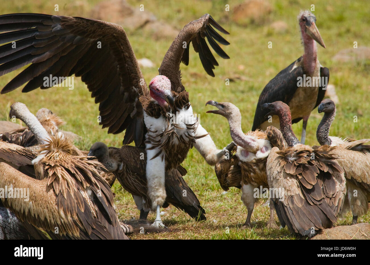 Birds for fighting hi-res stock photography and images - Alamy