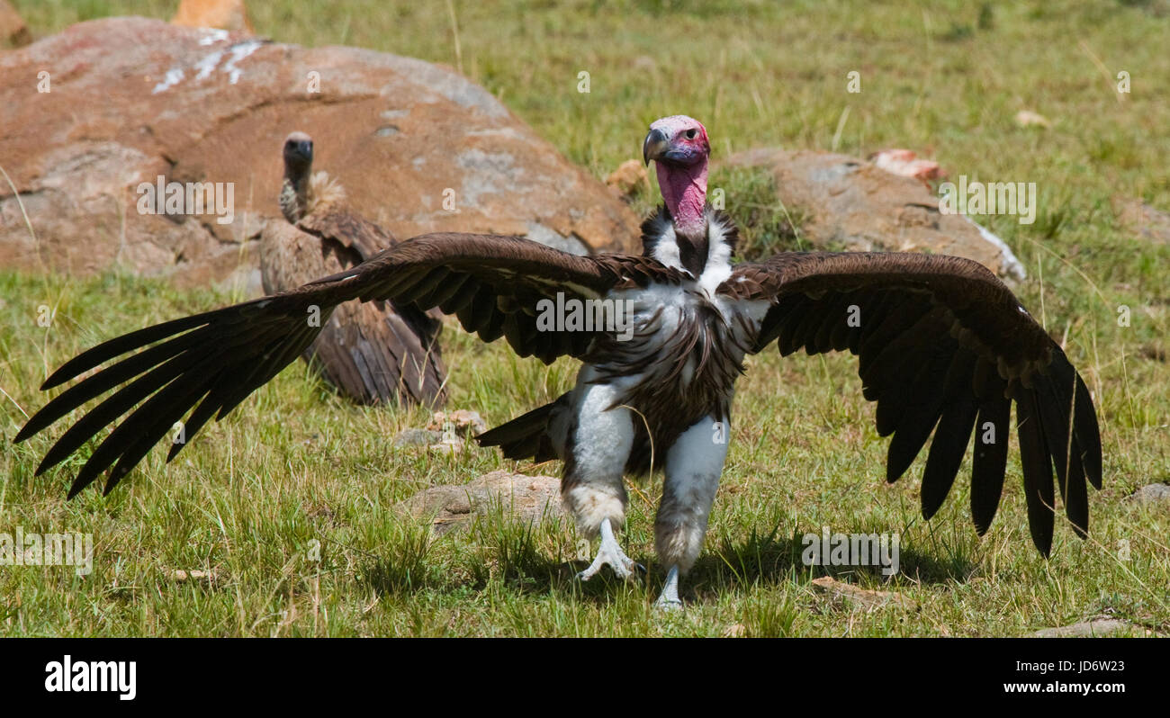 Predator birds hi-res stock photography and images - Alamy