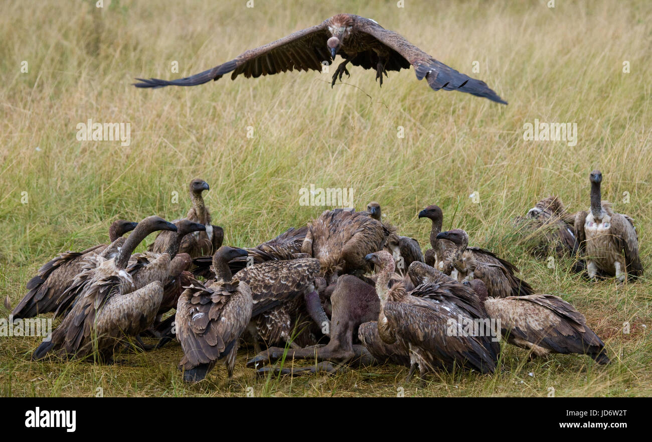 Predatory flies hi-res stock photography and images - Alamy