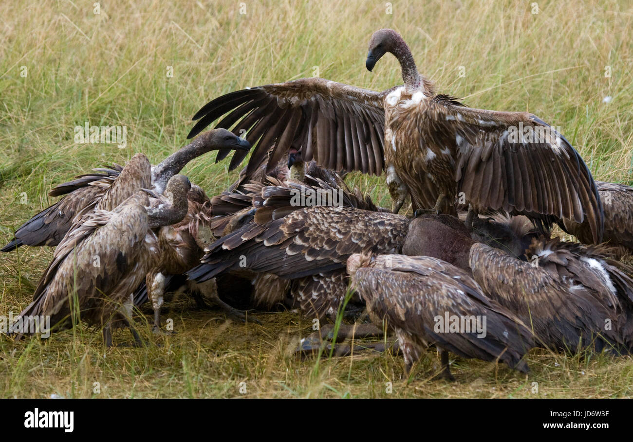 Predatory birds are eating the prey in the savannah. Kenya. Tanzania ...