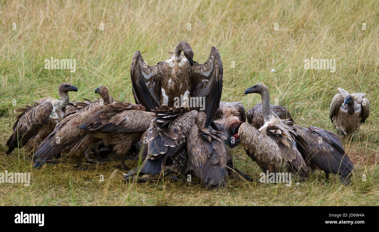 Predatory birds are eating the prey in the savannah. Kenya. Tanzania ...