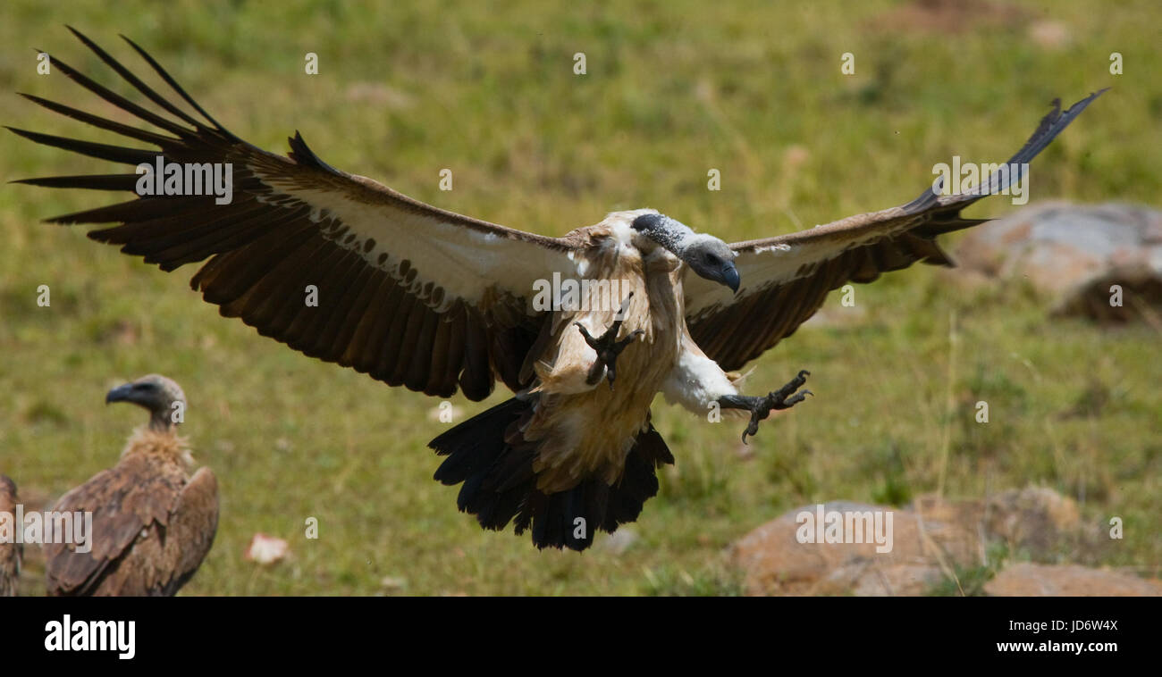 Predatory bird in flight. Kenya. Tanzania. Safari. East Africa Stock ...