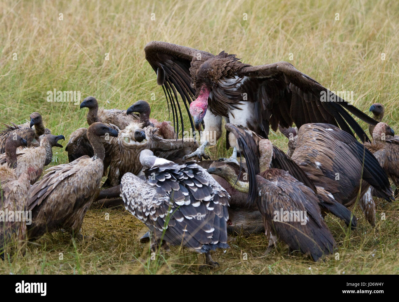 Predatory birds are eating the prey in the savannah. Kenya. Tanzania ...