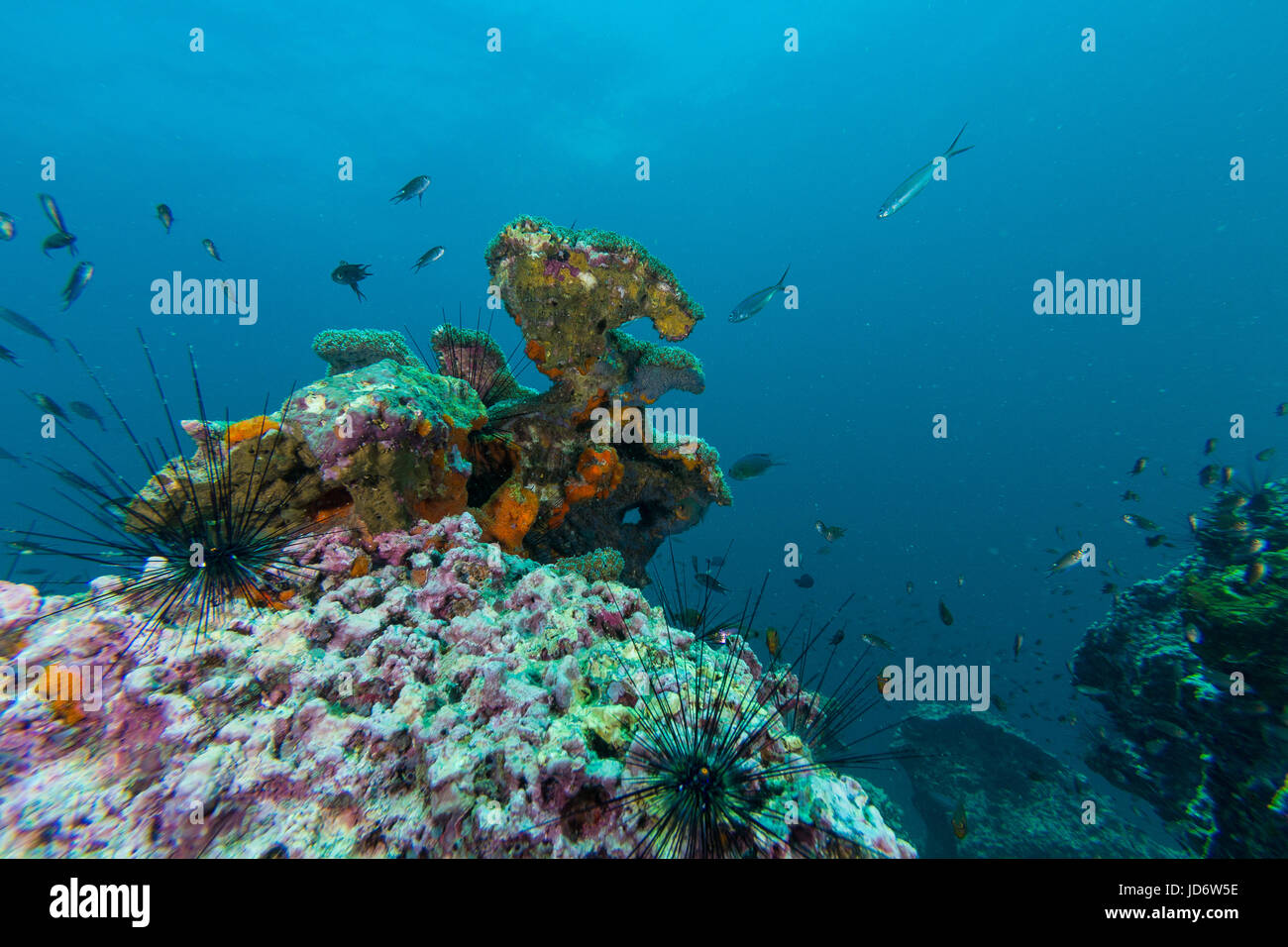 underwater picture of coral reef on the rock in the blue water Stock ...