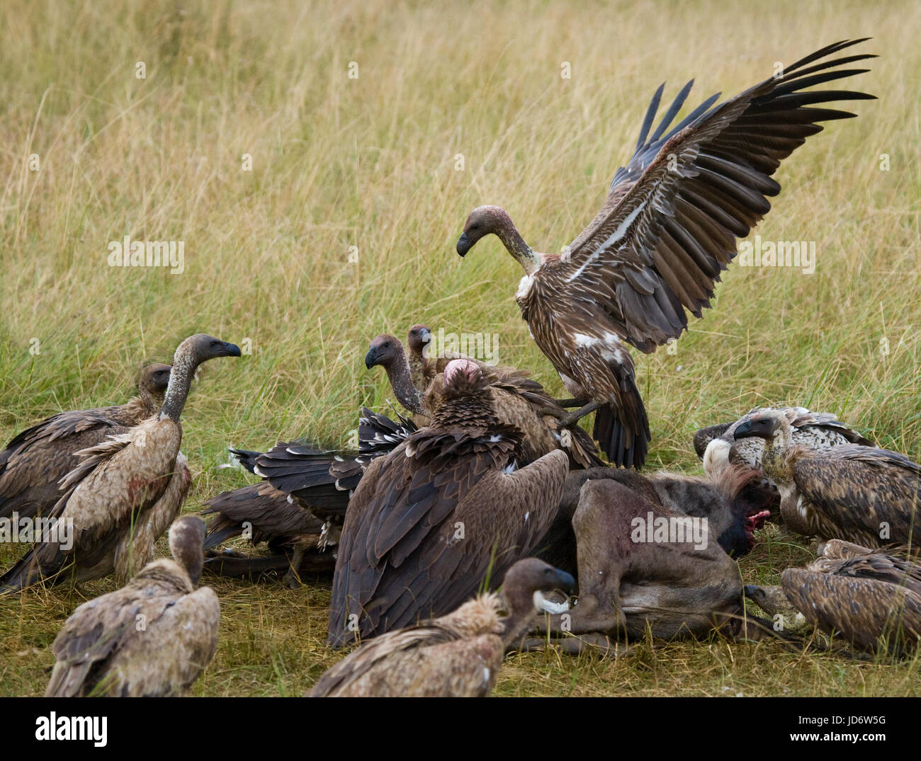 Predatory birds are eating the prey in the savannah. Kenya. Tanzania ...