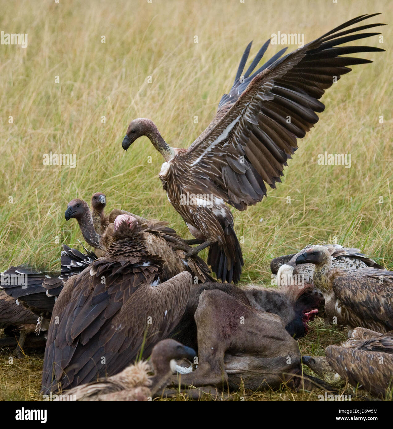Predatory birds are eating the prey in the savannah. Kenya. Tanzania ...