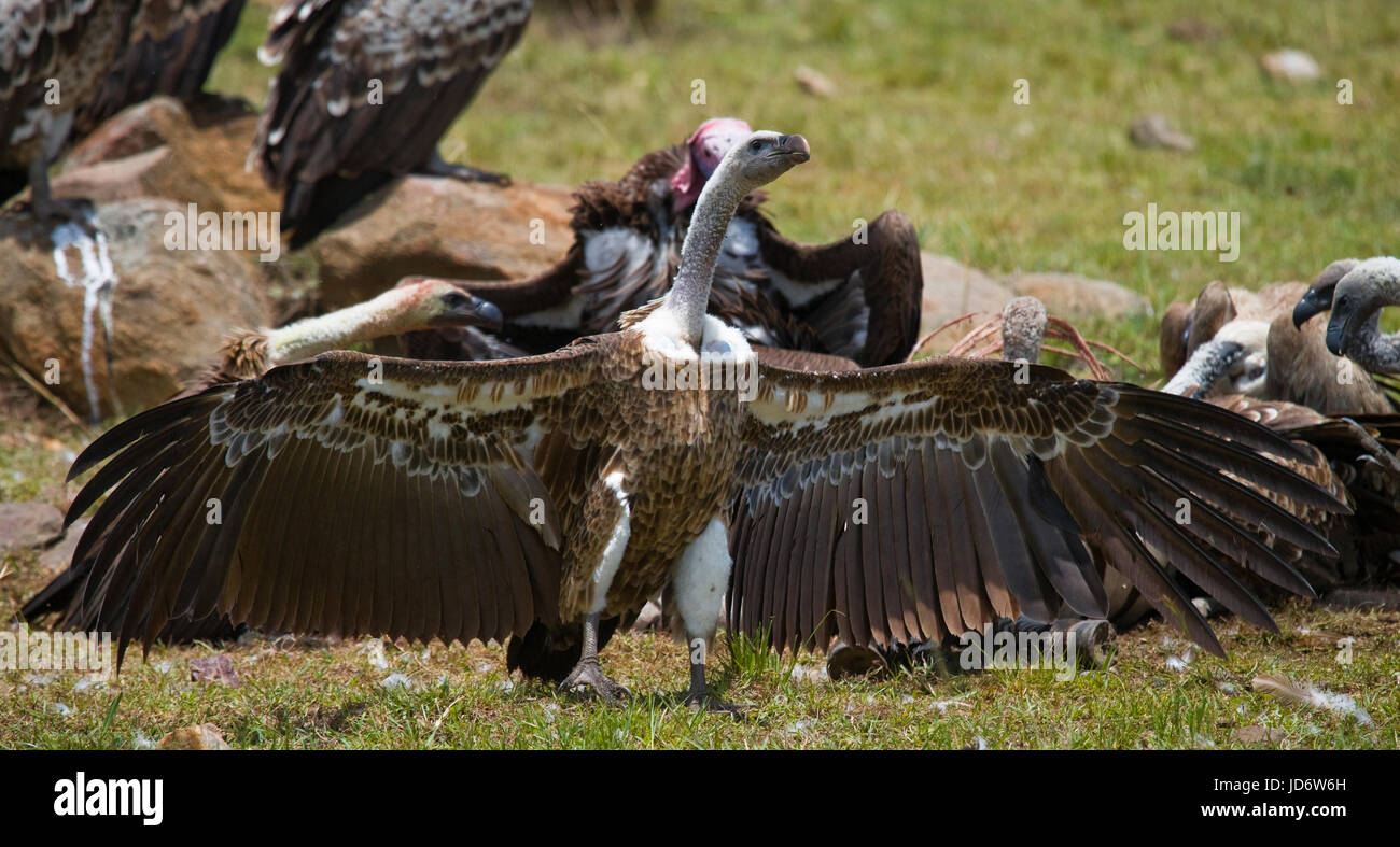 Birds of east africa hi-res stock photography and images - Alamy
