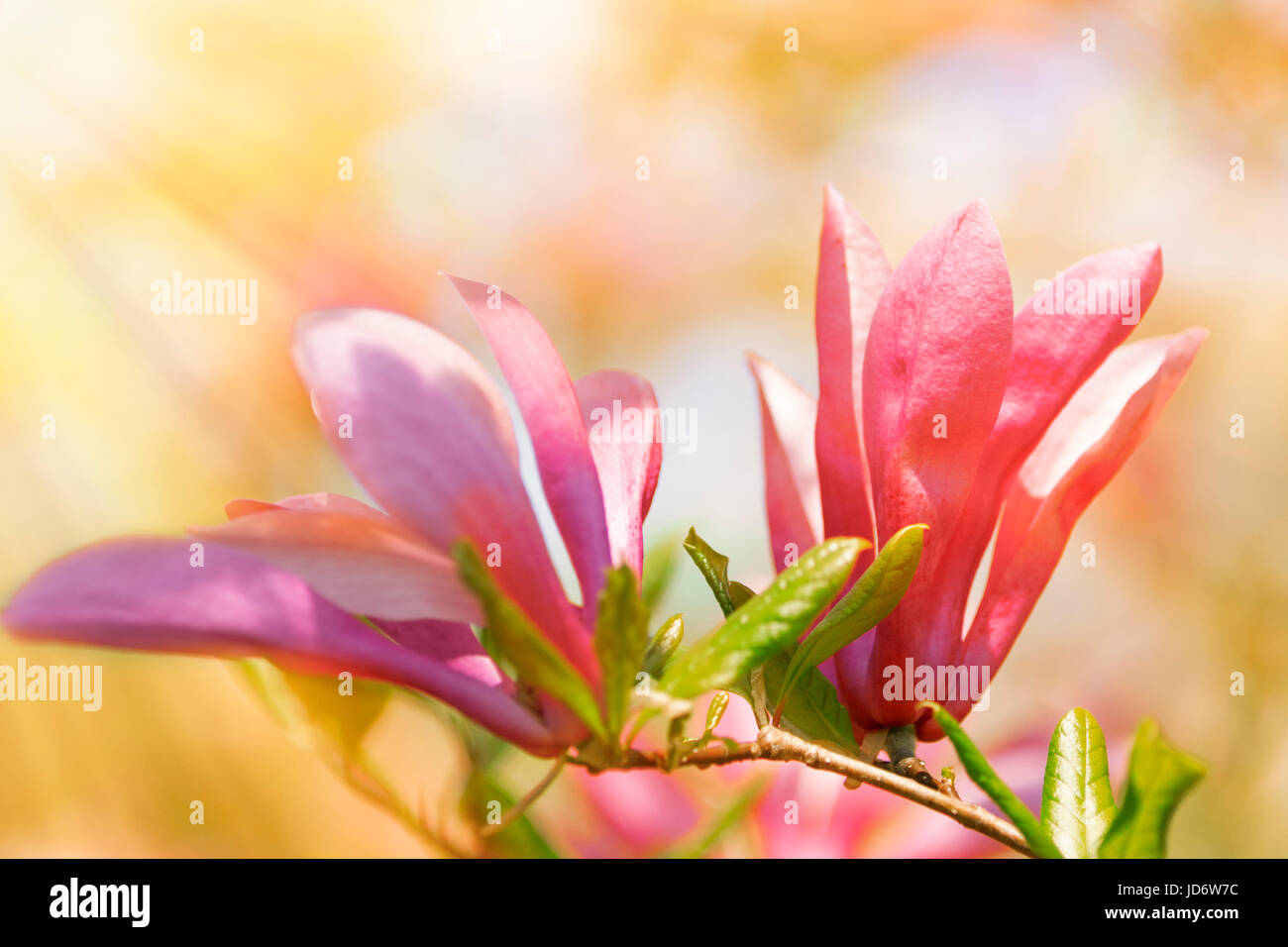 Beautiful sunlit flowers in the garden Stock Photo - Alamy
