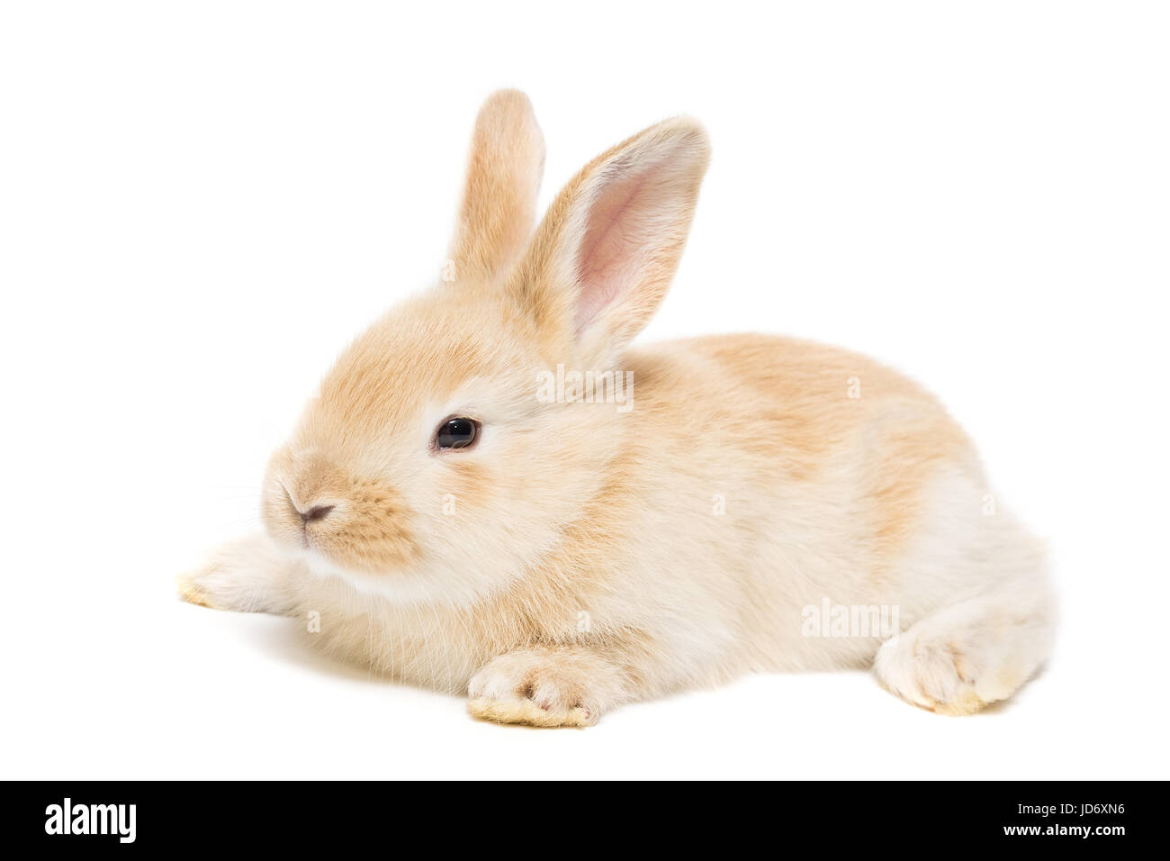 The picture shows a rabbit on a white background Stock Photo - Alamy