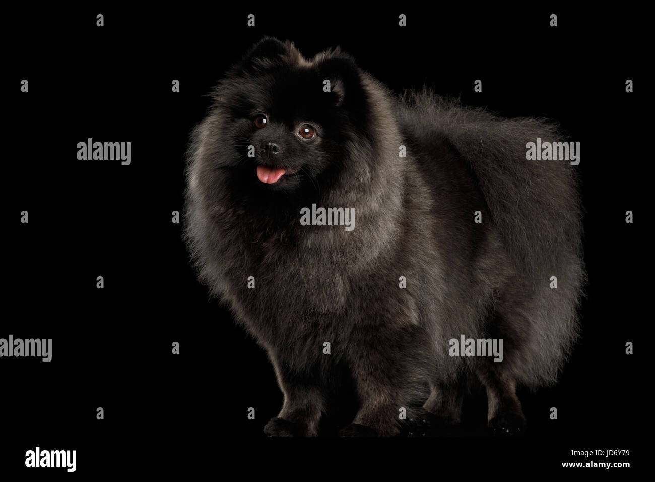 Pomeranian Spitz Dog on Black Stock Photo - Alamy