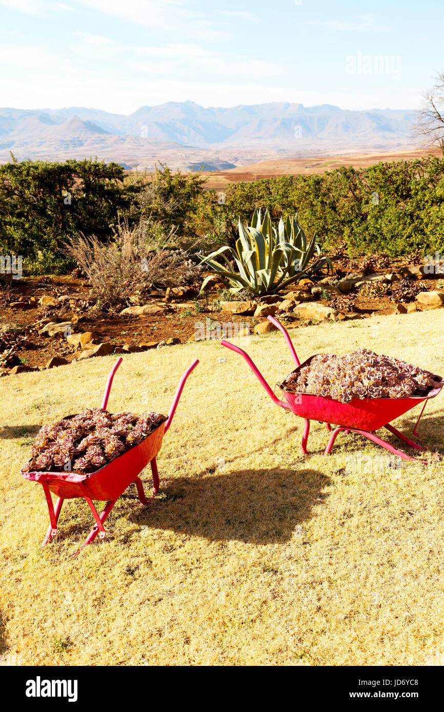 in lesotho africa the wheelbarrow near plant and cactus like nature ...
