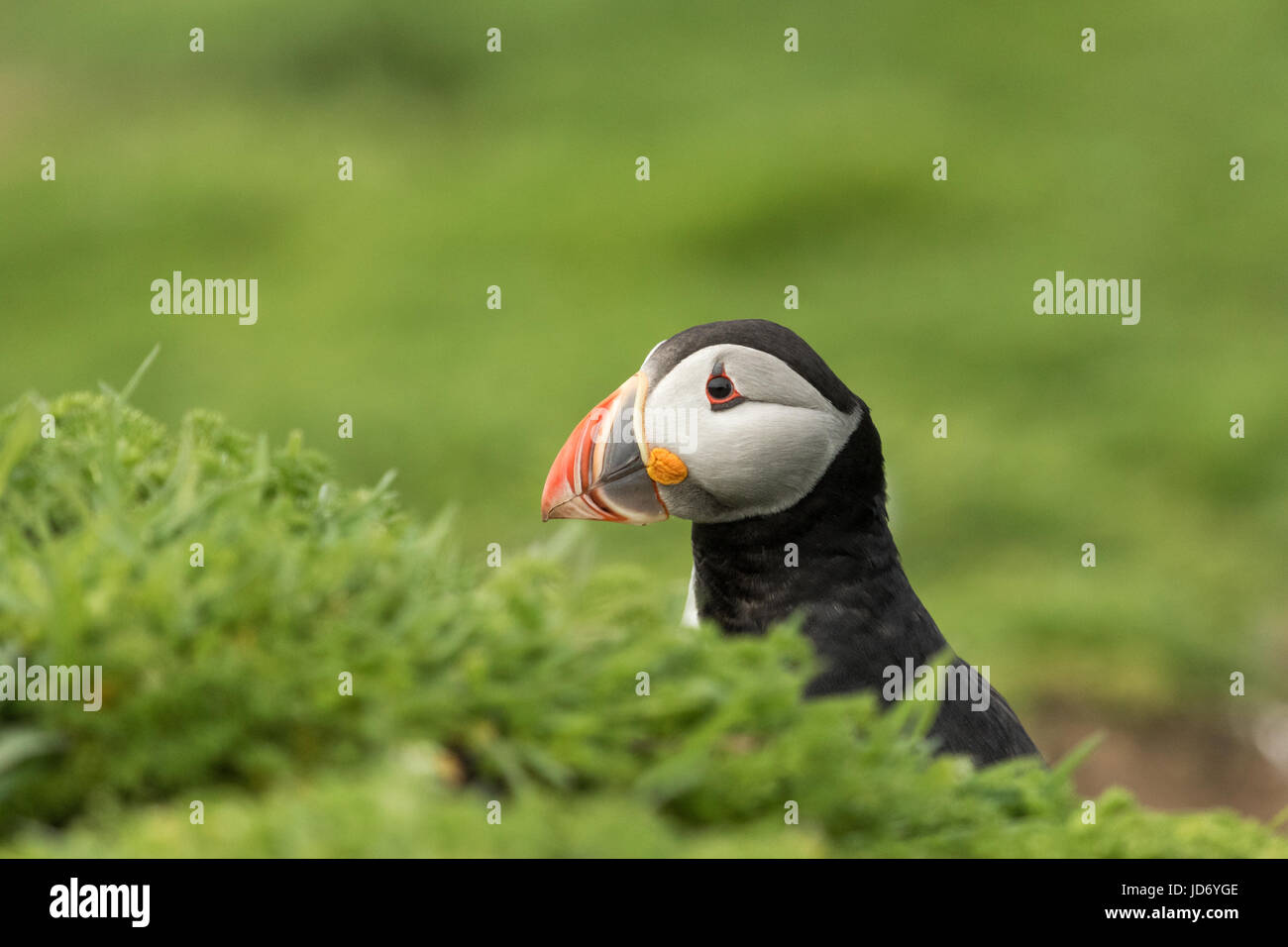 Portrait of a Clown Birds Stock Photo - Alamy