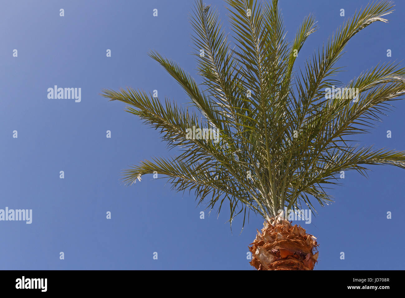 Top part palm tree hi-res stock photography and images - Alamy