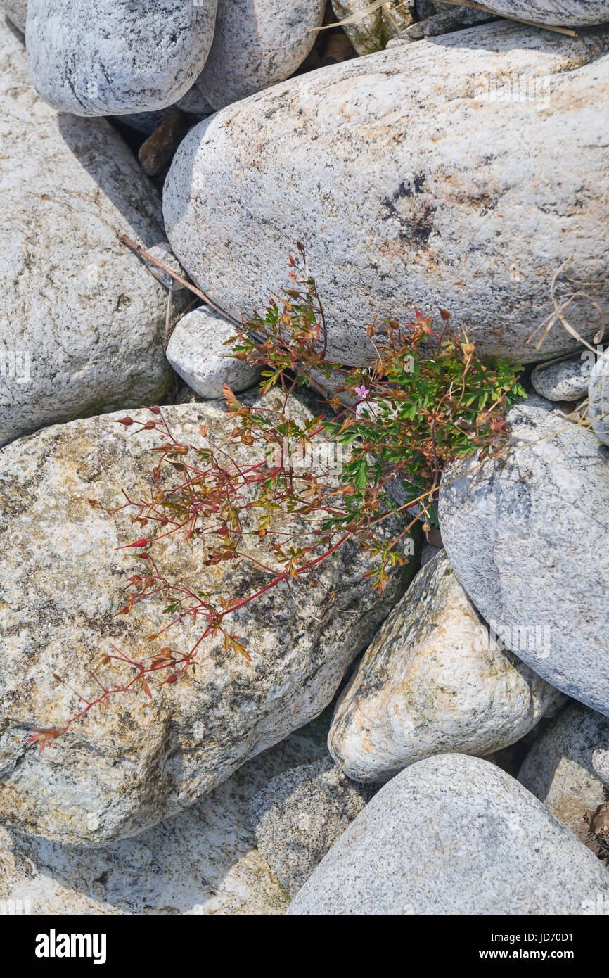 Plant in between the rocks hi-res stock photography and images - Alamy