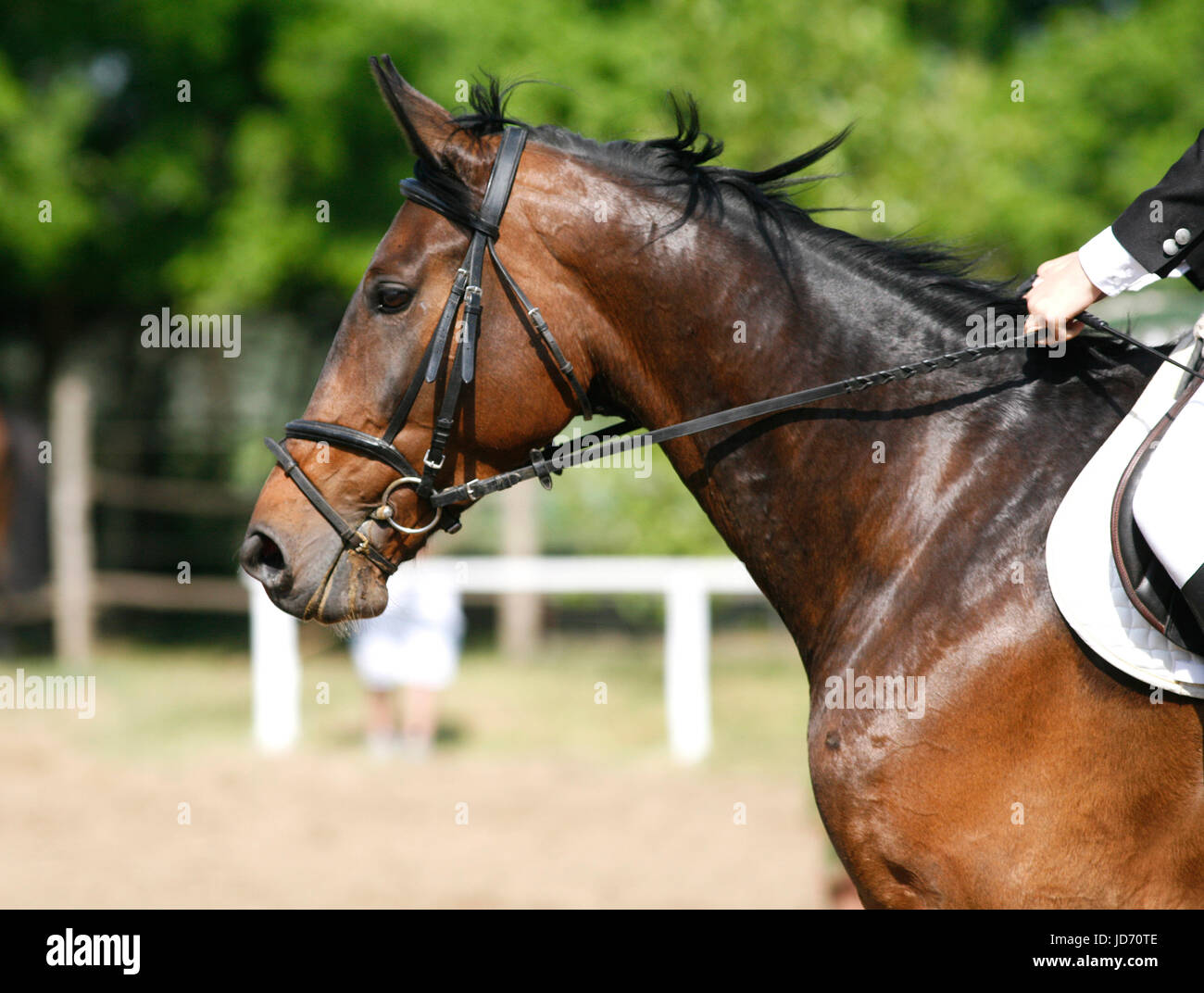 Bay colored beautiful jumping horse canter with her rider Stock Photo - Alamy