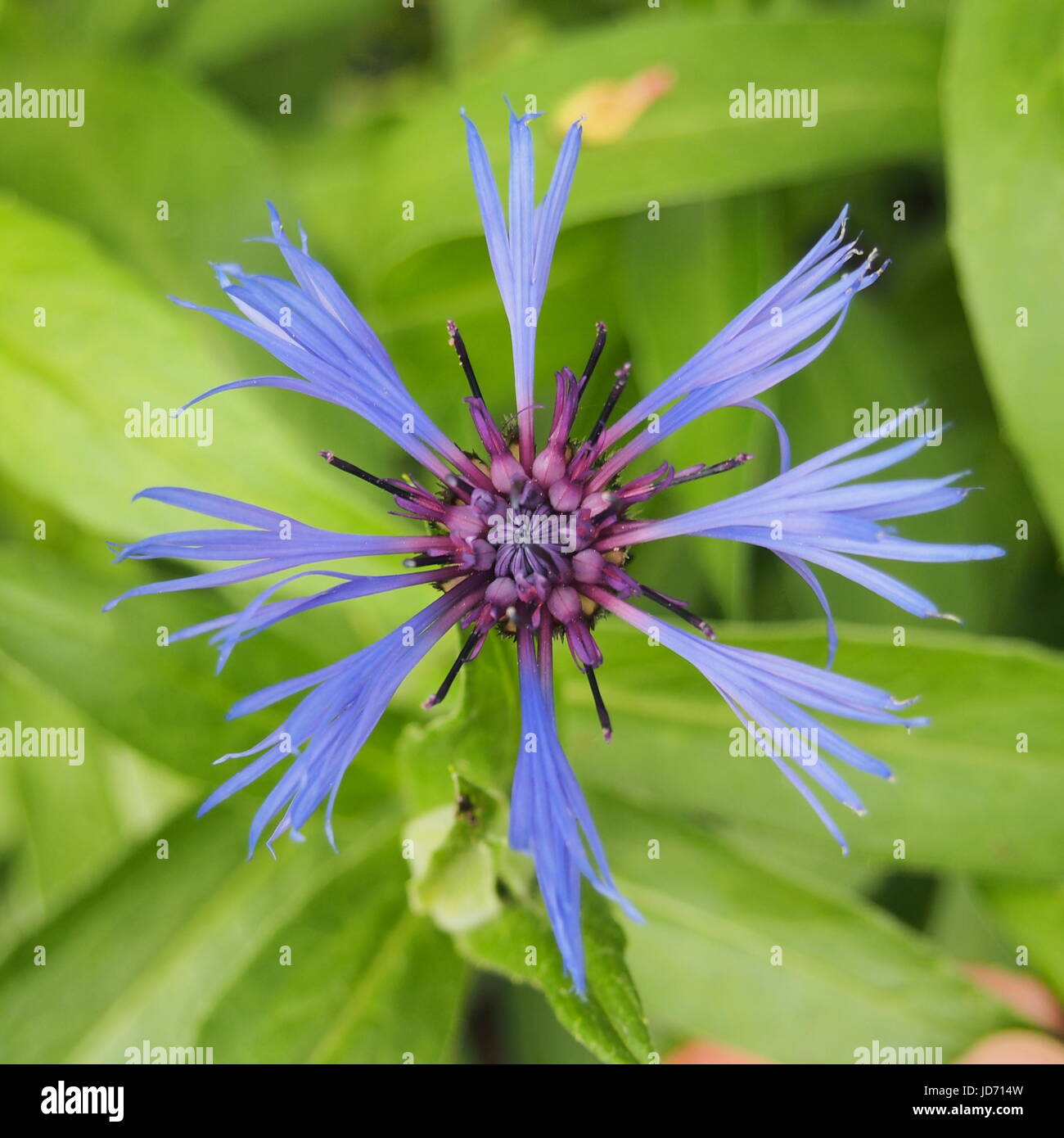 Blue flower, the cornflower. Blue petals. Macro Stock Photo - Alamy