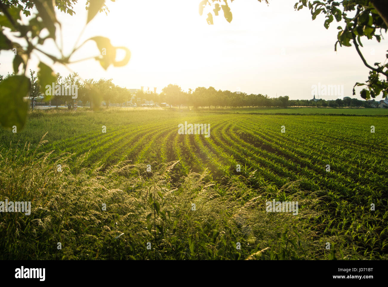 Corn field and a sunset, a view from an apple tree near the road ...