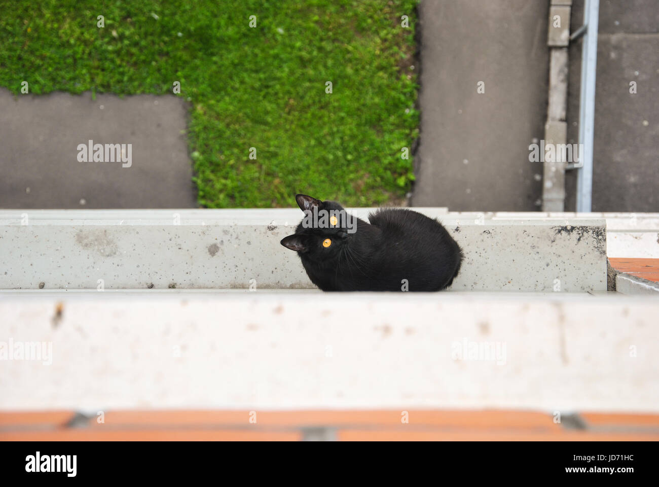 Escaped cat hi-res stock photography and images - Alamy