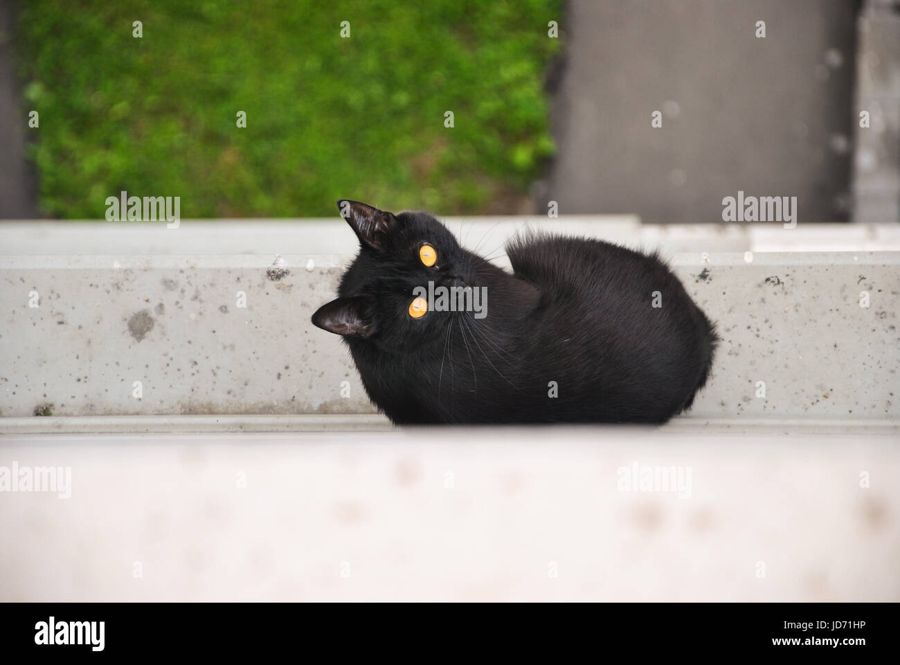 Escaped cat hi-res stock photography and images - Alamy