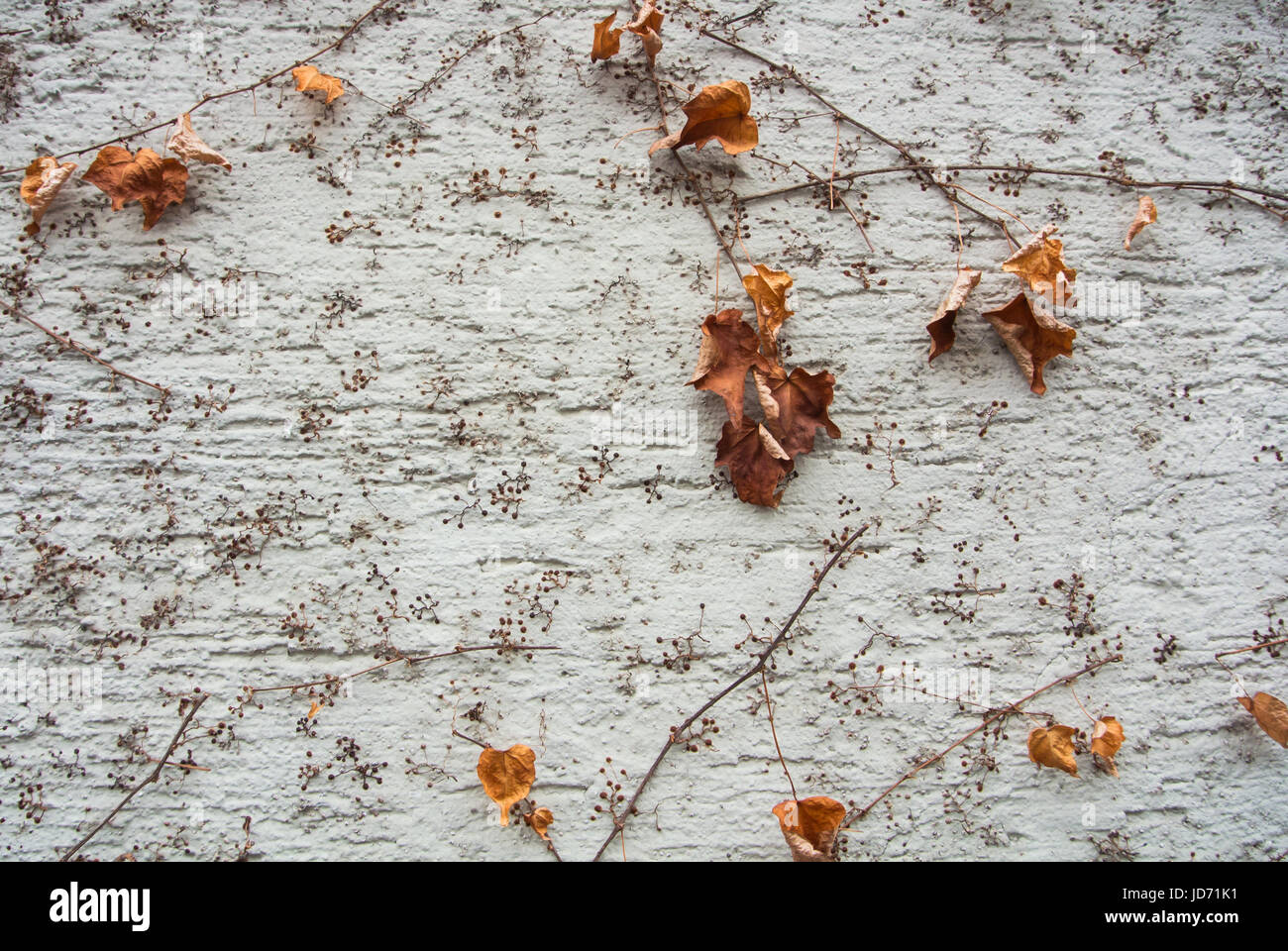 A background with brown dry grape branches and leaves rising on a white ...