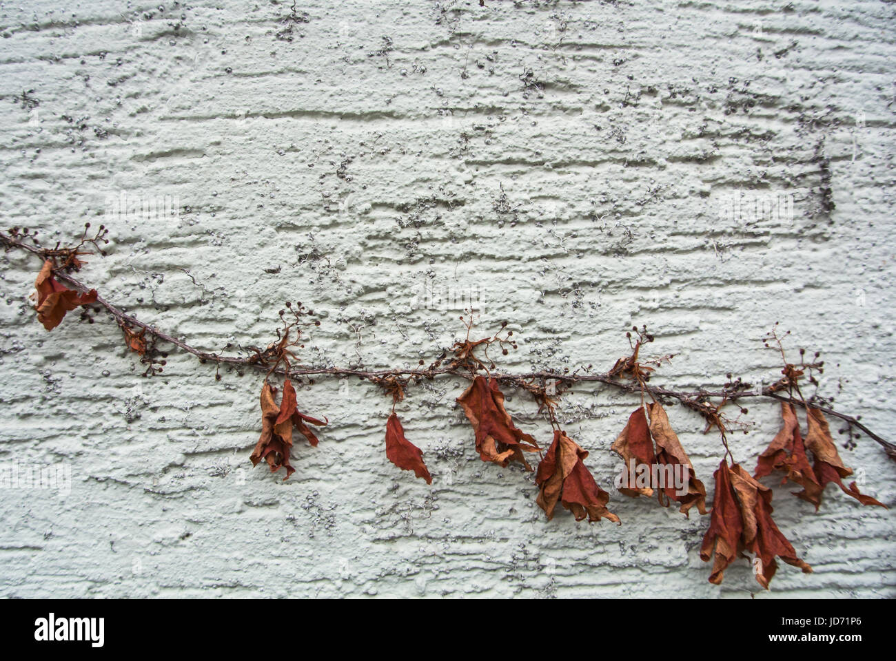 A background with brown dry grape branches and leaves rising on a white ...