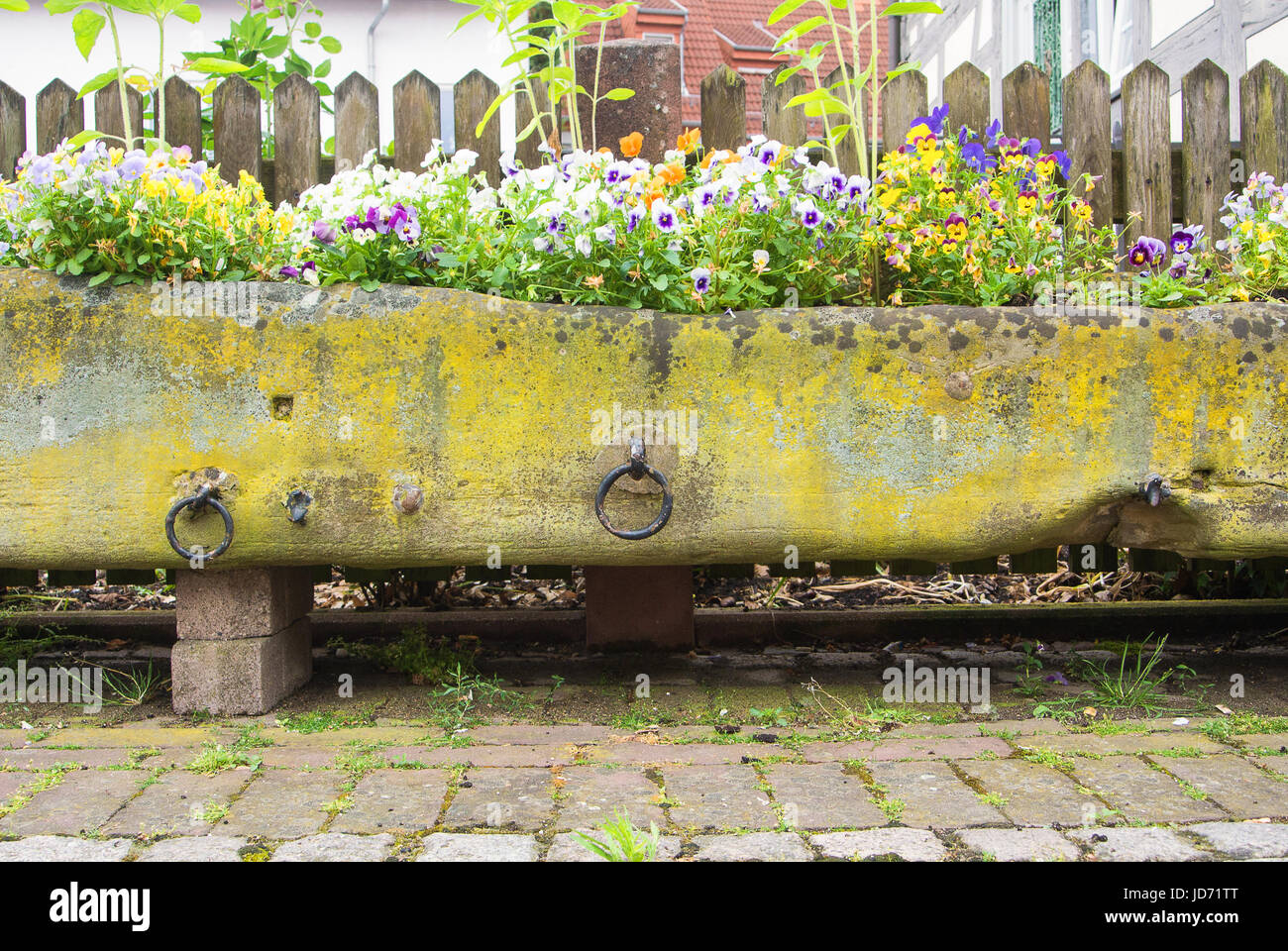 Old stone flower bed covered with moss with colorful pansies ...